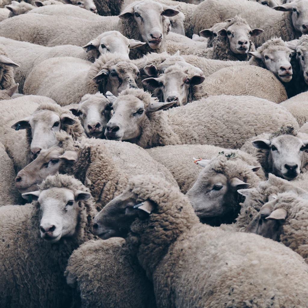 Buy Sheep Feed Online | Southside Stockfeeds Kilmore