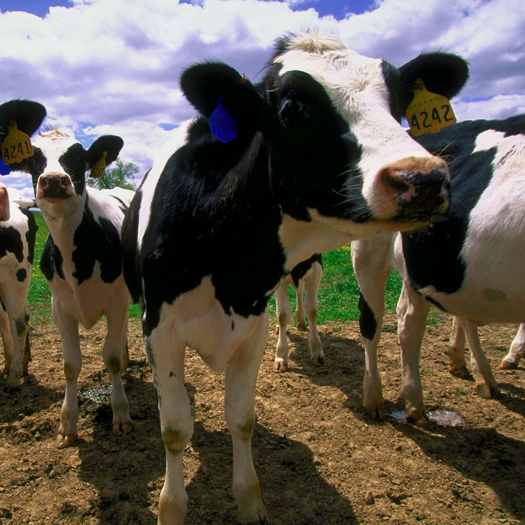 Buy Cattle Products & Supplies Online | Southside Stockfeeds Kilmore