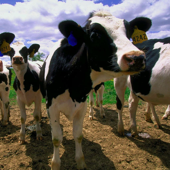 Buy Cattle Products & Supplies Online | Southside Stockfeeds Kilmore