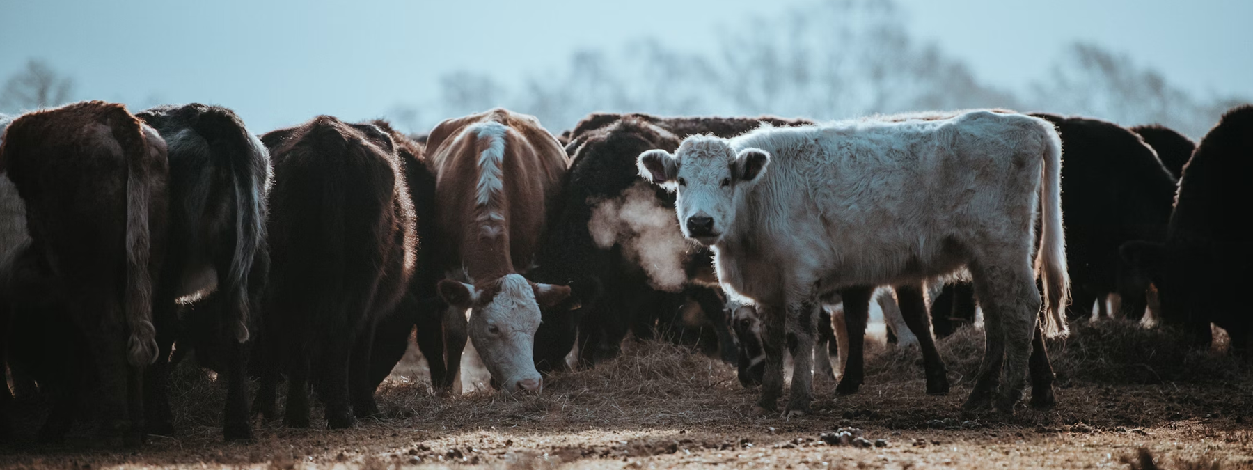 Shop Stockfeeds & Pet Supplies Online - Southside Stockfeeds